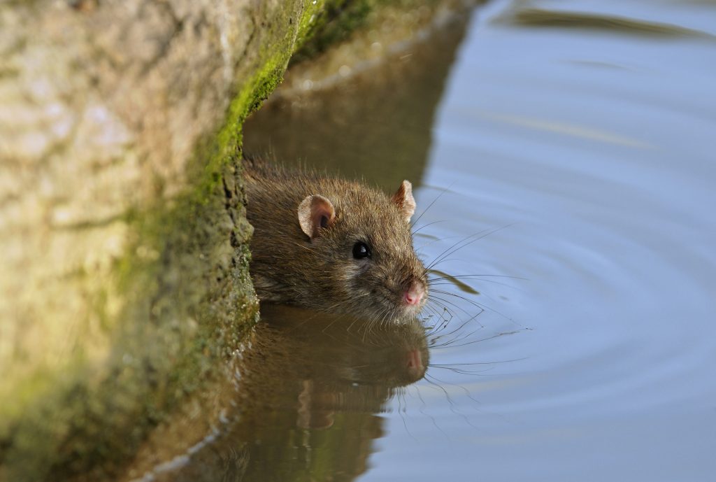Algunas curiosidades sobre las ratas que debes conocer