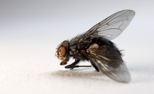 eliminar las plagas de moscas