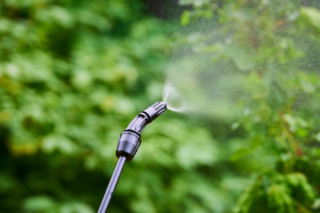 Cómo prevenir la infestación de plagas en el hogar y jardín