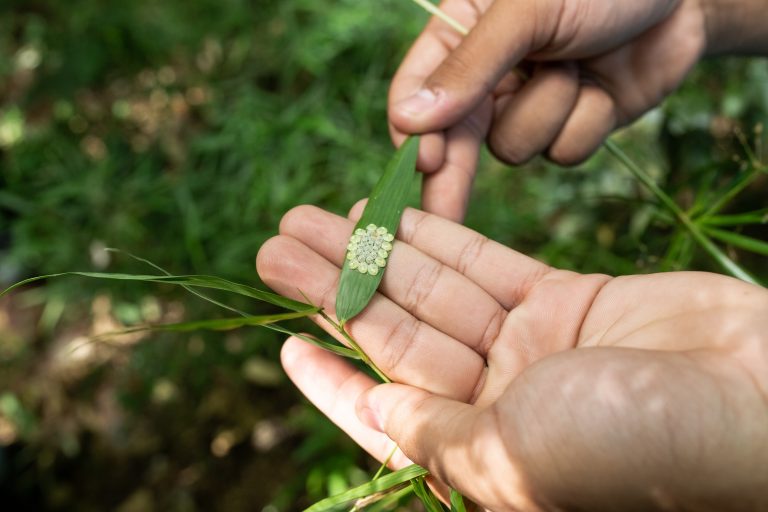 ¿Qué es el control biológico de plagas?