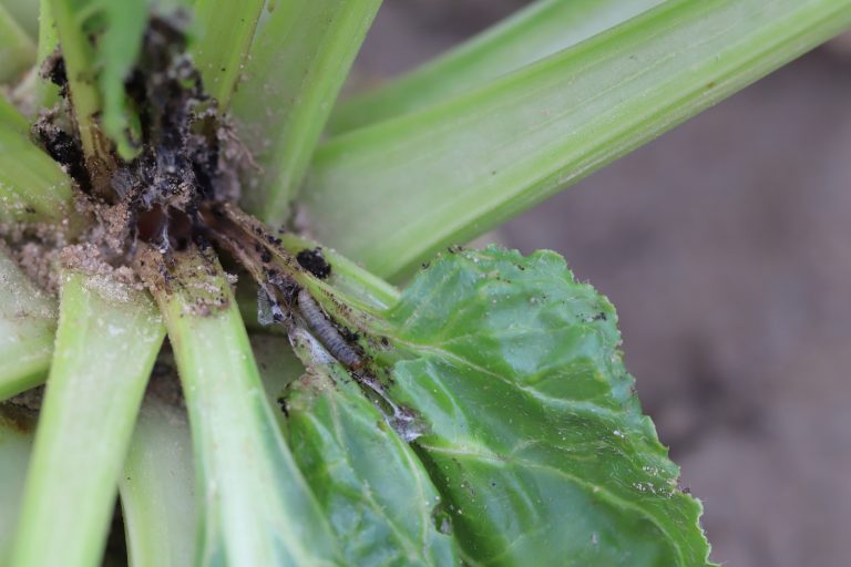 La importancia vital del control de plagas en los cultivos agrícolas ...