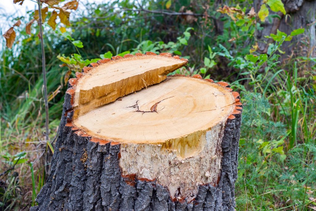 Talas de árboles: ¿cuándo y por qué es necesario realizarlas? | Coinve