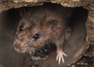 Cómo son los excrementos de rata y por qué es importante saber ...