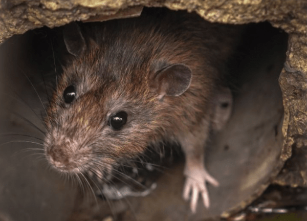 Cómo son los excrementos de rata y por qué es importante saber ...